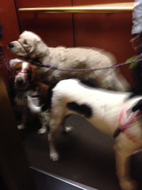 Can You Fit 28 Paws on an Elevator? – Present, Almost Perfect